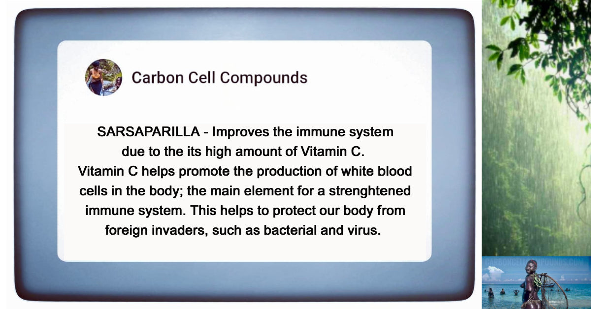 🌿SARSAPARILLA - Health Benefits – Carbon Cell Compounds